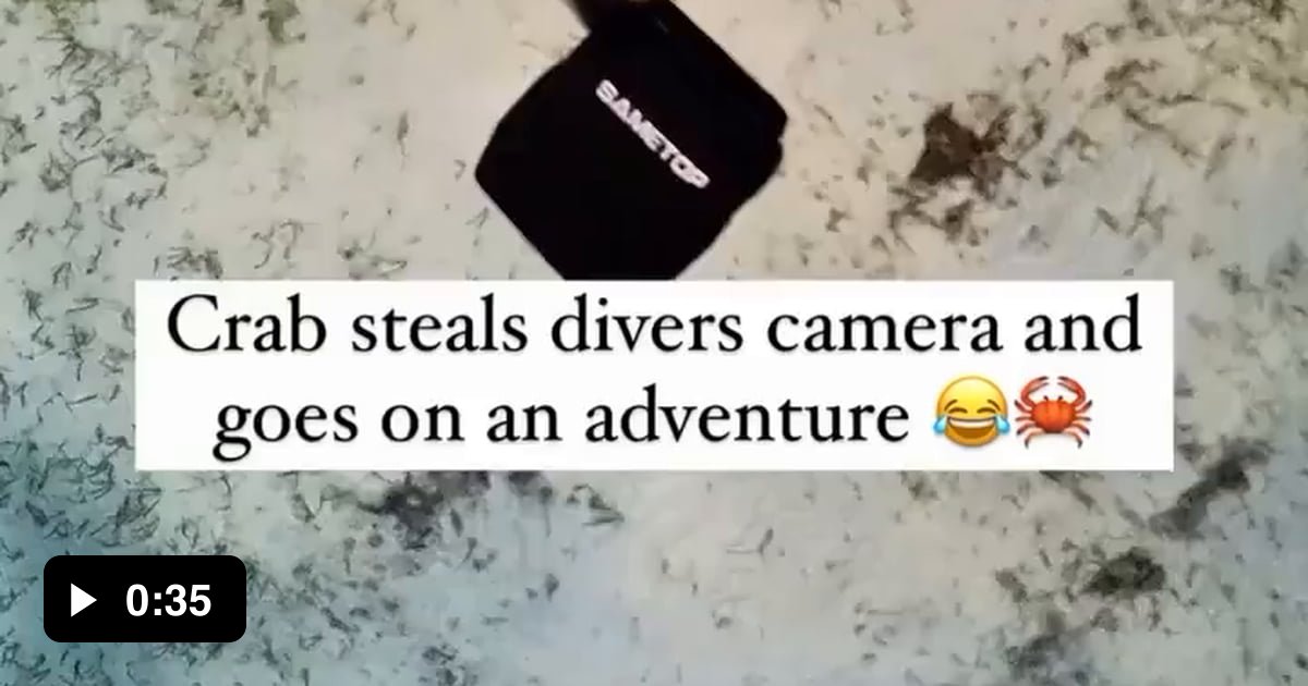 Crabs steal diver's camera and goes on an adventure - 9GAG