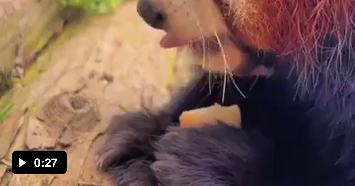 The Red Panda - in close affinity with raccoons, weasels, and skunks ...