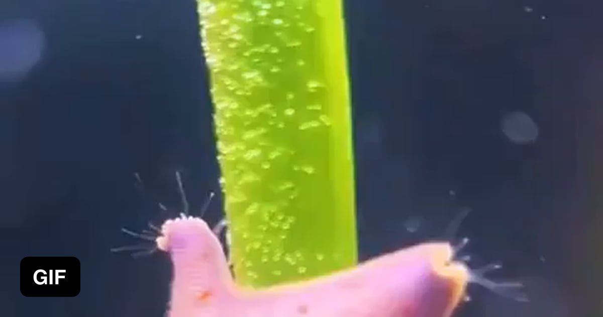 Damn... times so tough even Patrick had to start pole dancing... - 9GAG