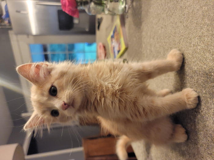 Lil Nacho the kitten - 9GAG