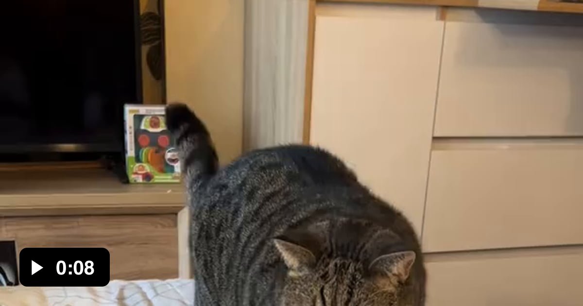 I feel ya cat - 9GAG
