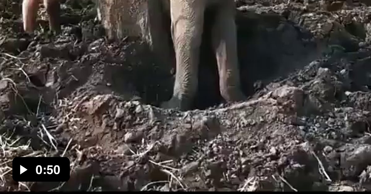 A baby elephant was rescued after becoming stuck between tree stumps ...