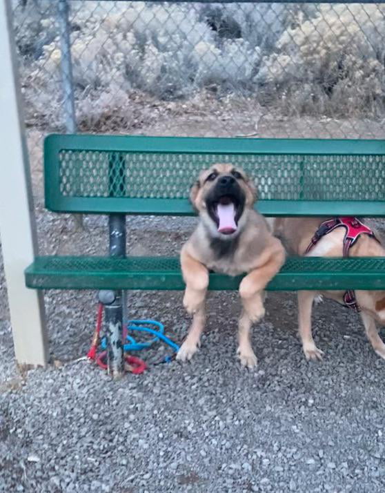 First time at the dog park and he’s just in love with this bench 😅 - 9GAG