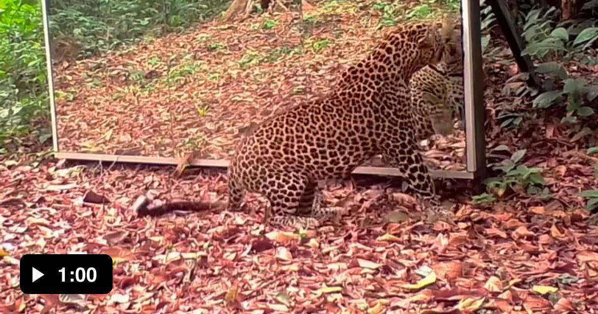 Leopards react to seeing themselves in a mirror - 9GAG