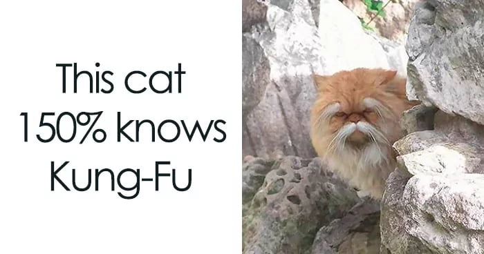 Omg Kung fu 🐼 - 9GAG