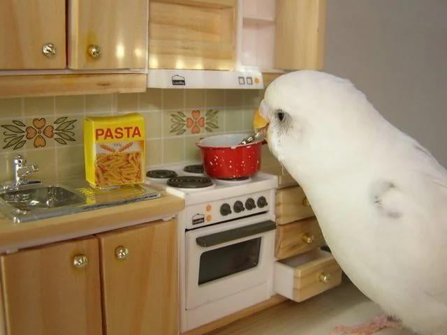 Who wants pigeon pasta - 9GAG