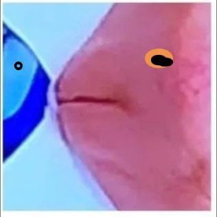 Finding Nemo...a remake - 9GAG