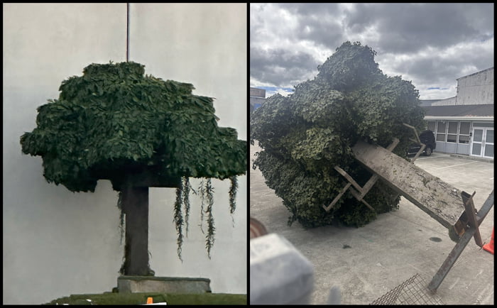 Trees from the set of Minecraft movie, confirming live action block ...