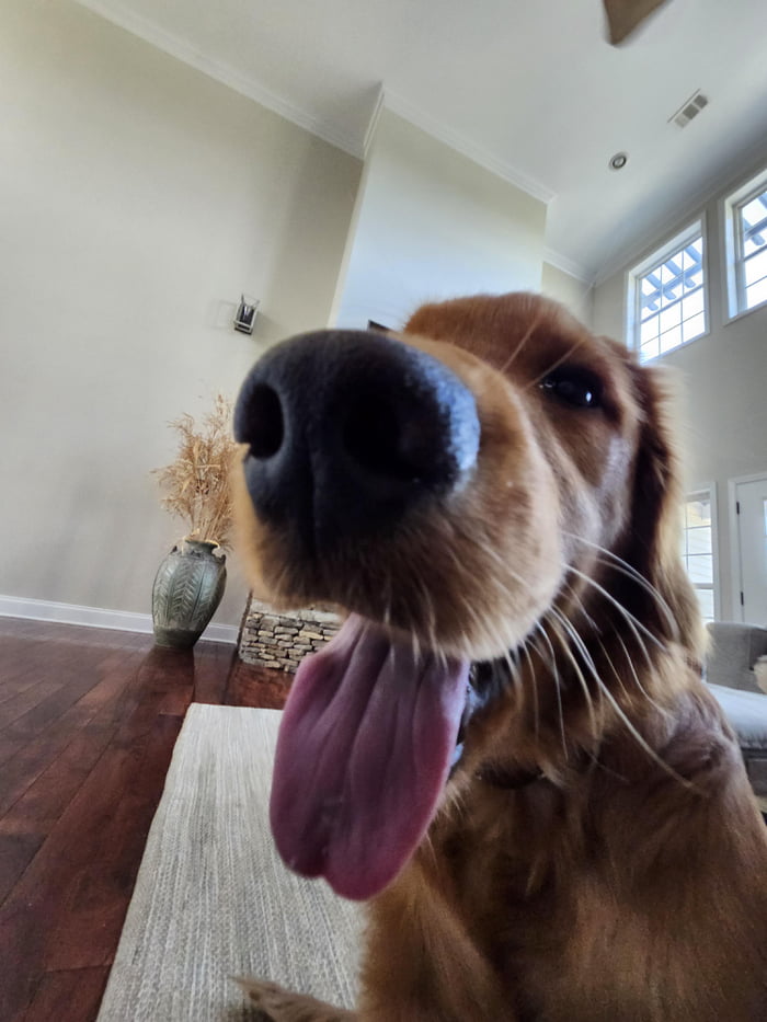 The snoot requires booping - 9GAG