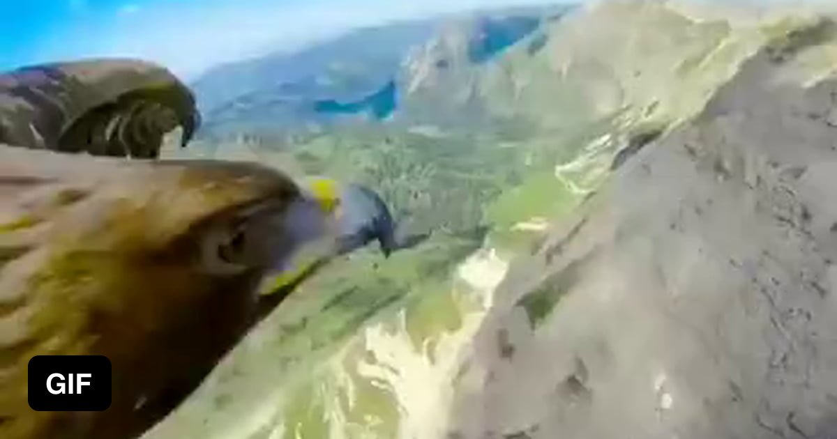 Bird's Eye View! This eagle soars through the skies, gazing down with ...