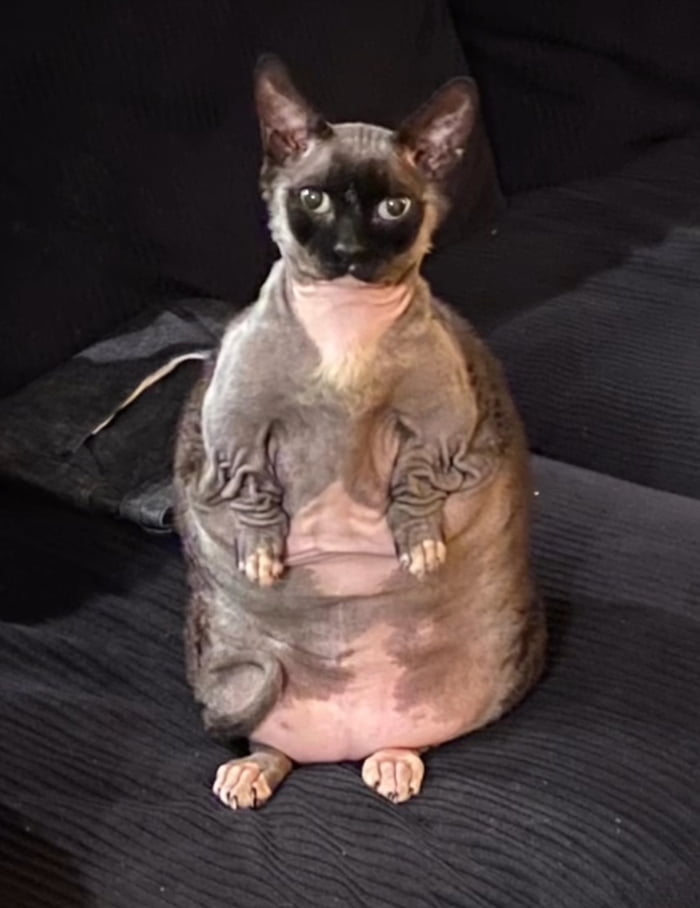Biggie says hello. Thick boy. - 9GAG
