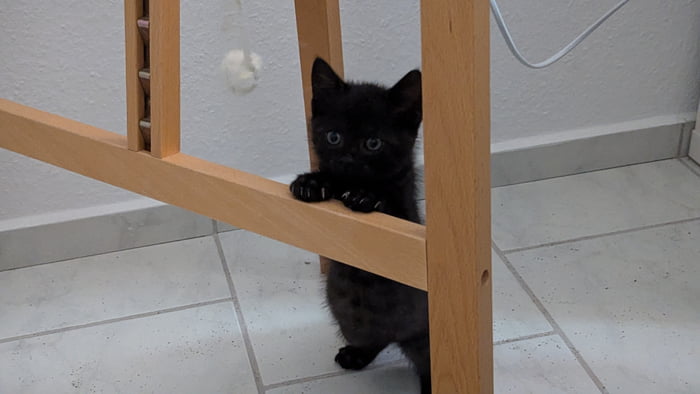 Tiny little void was abandoned by his mother so he adopted us - 9GAG