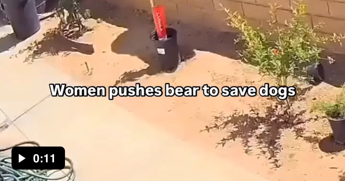 Woman pushed bear to save dogs - 9GAG