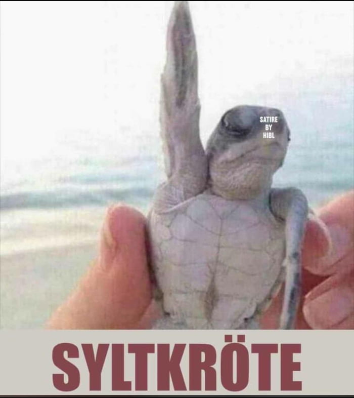Turtle from Sylt - 9GAG