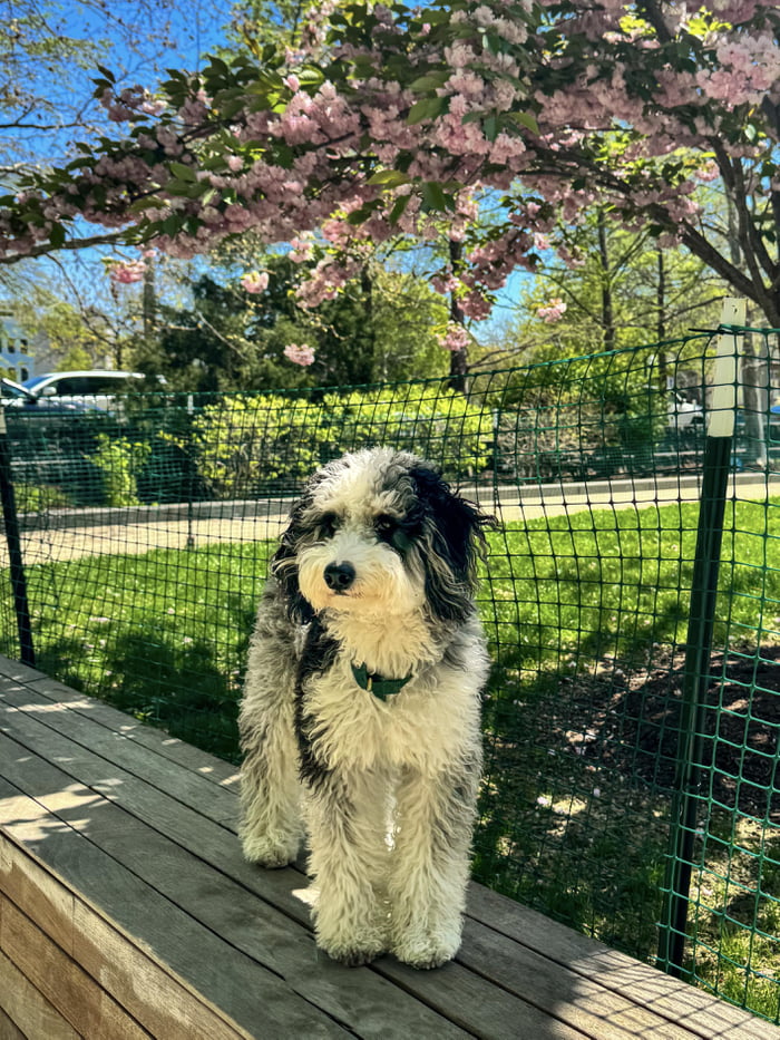 Patrolling the perimeter for fuzzy friends - 9GAG