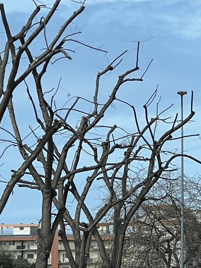 Where is the rock for this Korok? - 9GAG