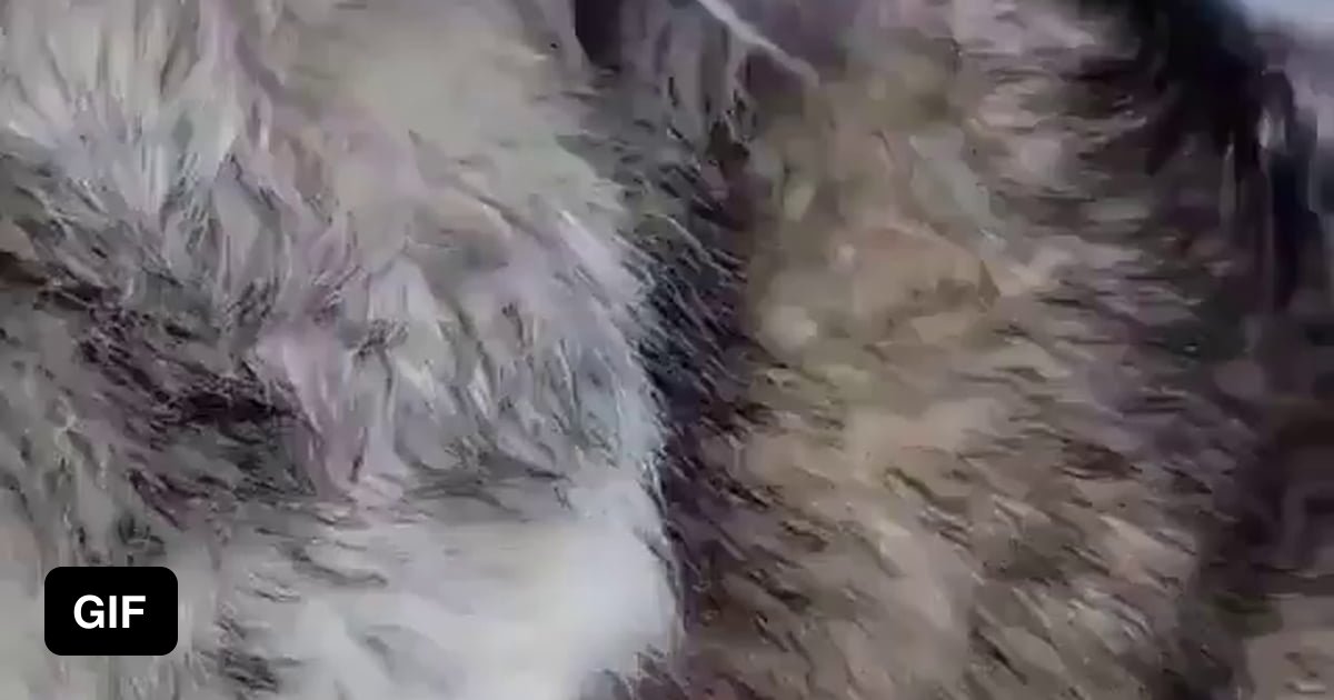 Much grace. Such wow. - 9GAG