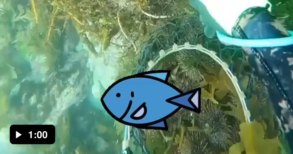 Fish is a underwater dog - 9GAG