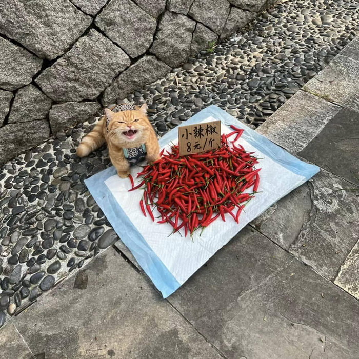 Red Hot Chili Cat - 9GAG