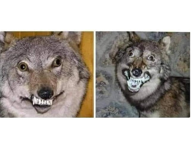 Inside you there are 2 wolves. The wolves inside me: - 9GAG