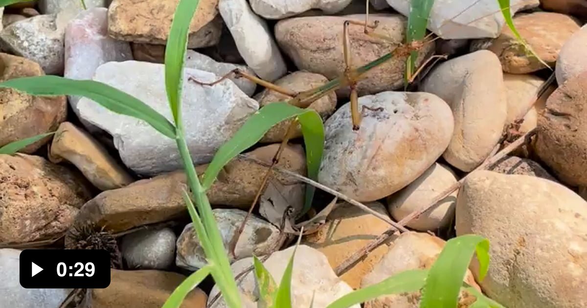 Stick Mantis on the prowl - 9GAG