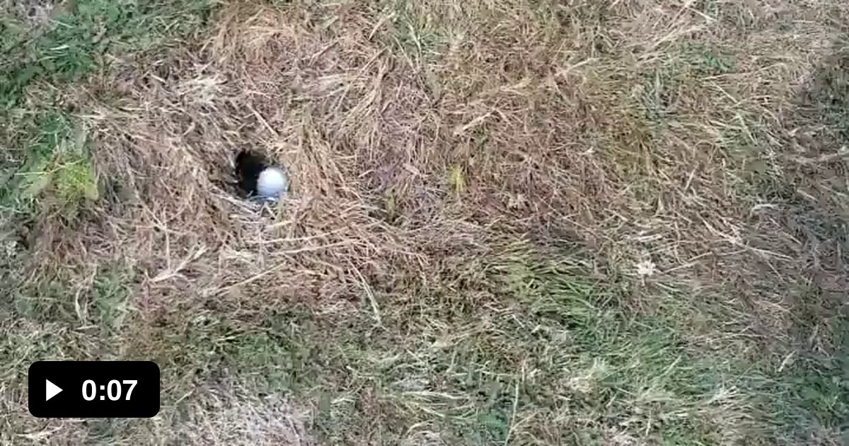 Random hole in one in the rough. - 9GAG