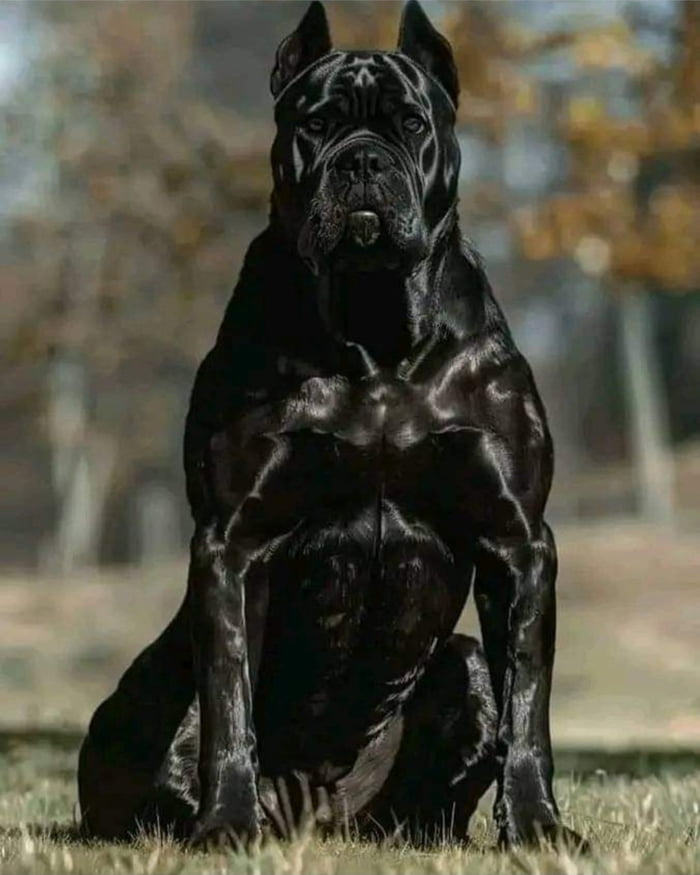 Is it a train? Is it a plane? No, it’s a tank - 9GAG