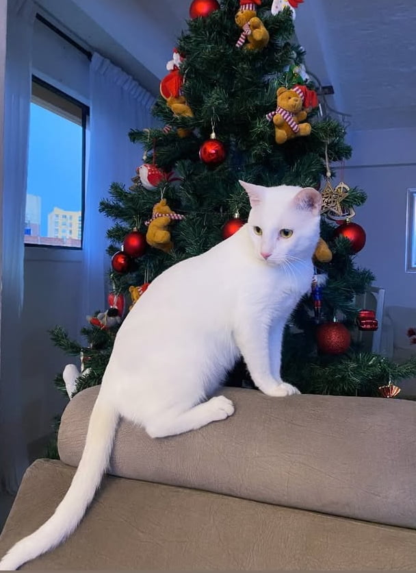 My cat Yuki Alias: Chikaka - 9GAG