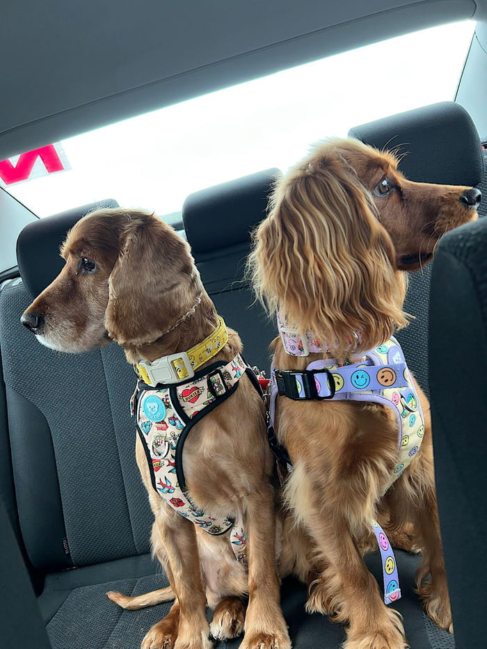 Adopted these two cuties last week, meet Frank and Rosie - 9GAG