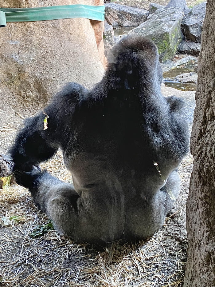 Of A Silverback Gorilla’s Back😳 - 9GAG