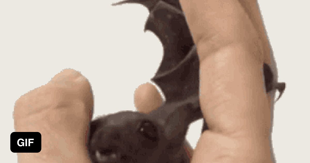 Bat Lick - 9GAG