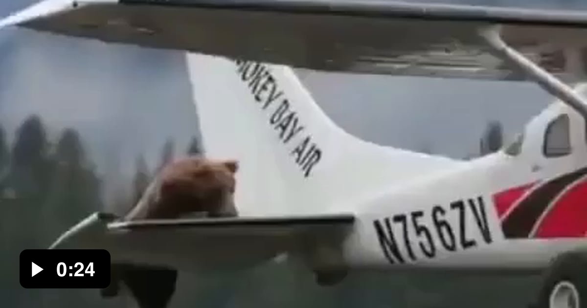 Uh oh, Bear on board - 9GAG