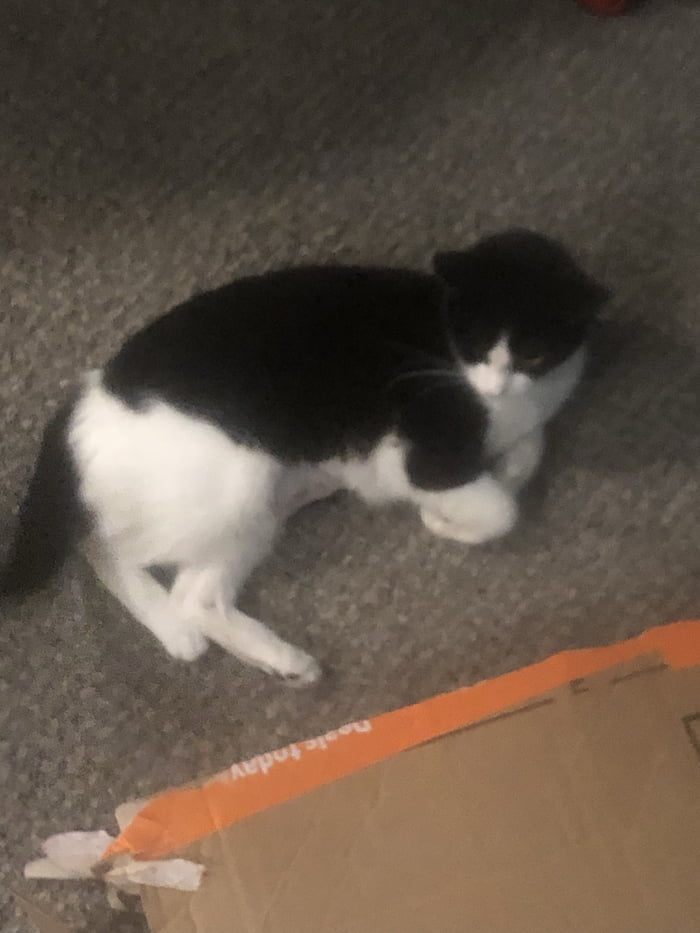 Here is Kitty - 9GAG