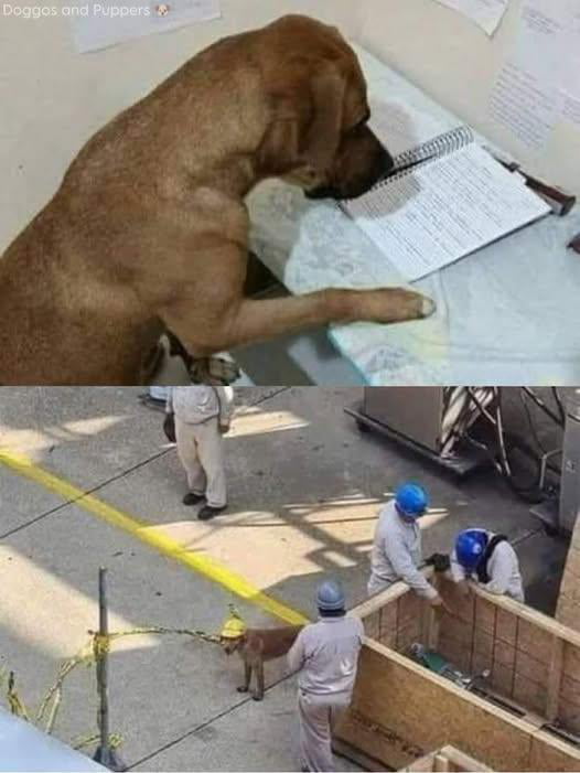 Study hard, work hard - 9GAG