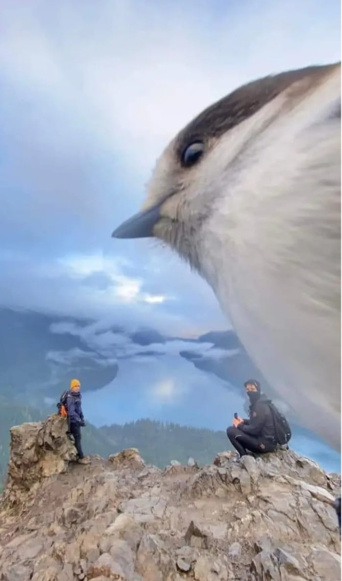 Photobomb level: winged and curious little guy. - 9GAG