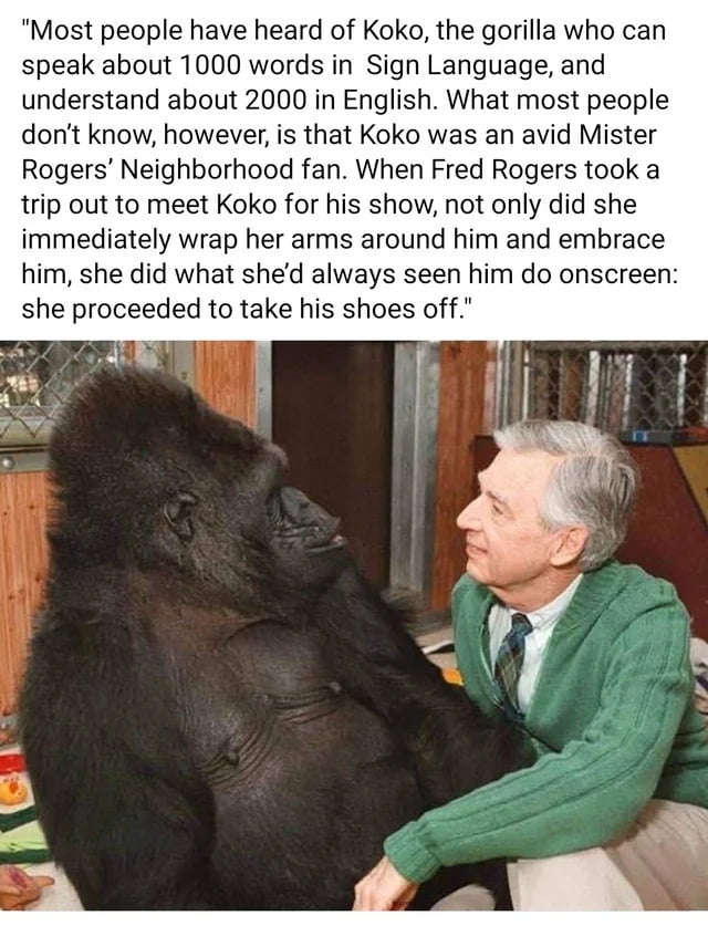 Damn... Koko Really Liked Mister Rogers - 9GAG