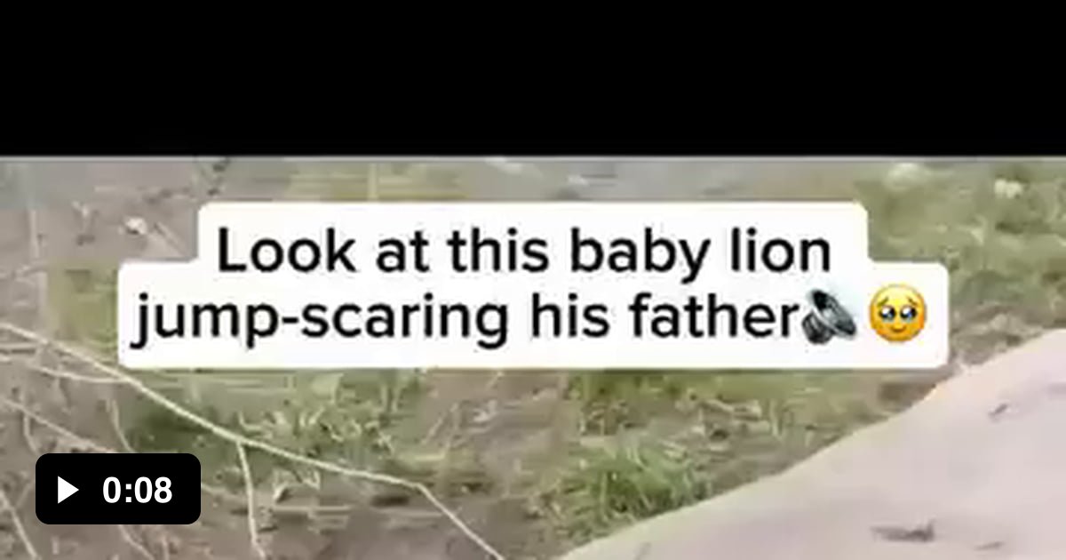 Baby lion gives his father a roaring good jump-scare - 9GAG