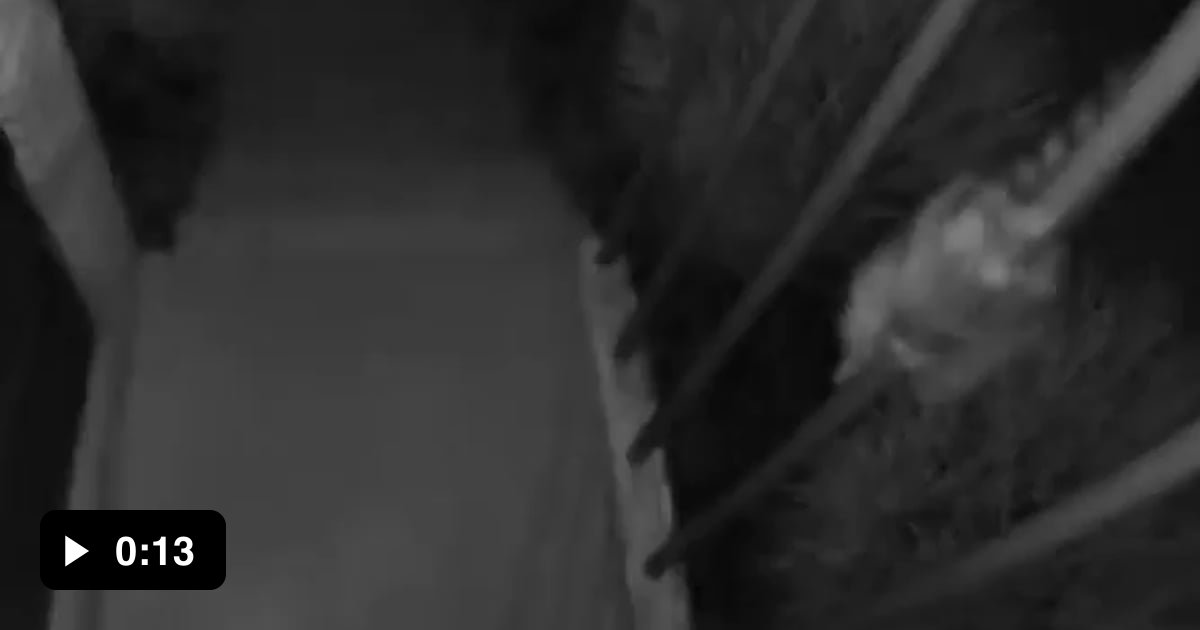 Trash panda knows how to make an exit. - 9GAG