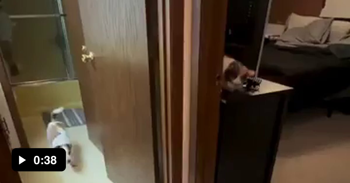 What on earth are these two doing??? - the cat - 9GAG