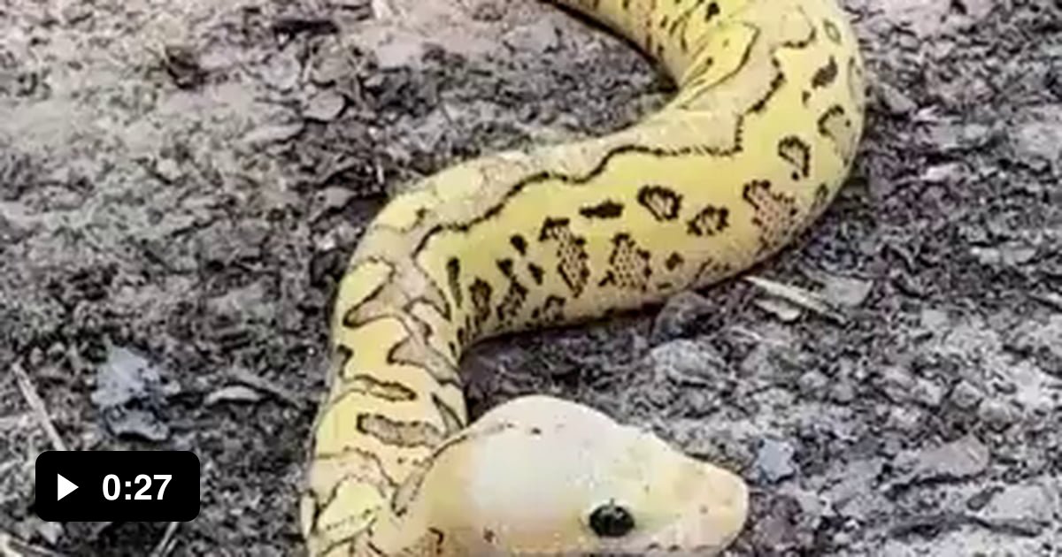 A rare two-headed Ball Python. - 9GAG