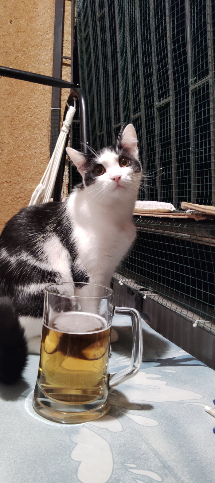 My fav things: Beer, Cat, crickets, and punk song in the backround ...