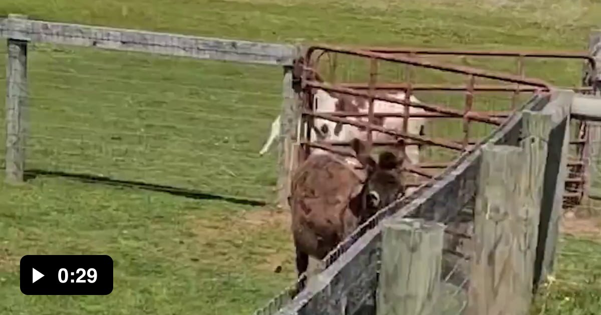 Drop the goat! Dude! - 9GAG