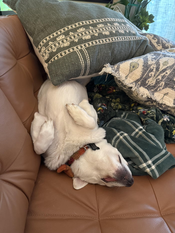 Living his best life, upside down and all - 9GAG