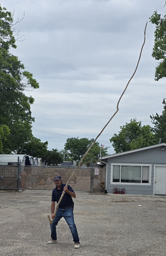 I found THE stick. The branch looks good for a walking stick to cut but ...