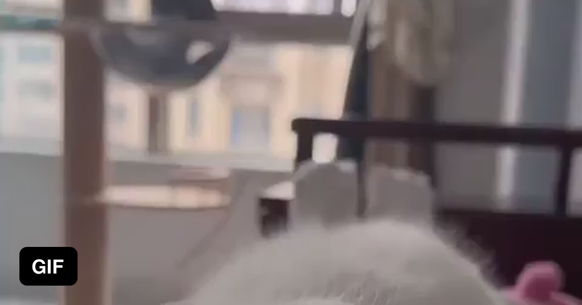 If Tarantino was a furry... - 9GAG