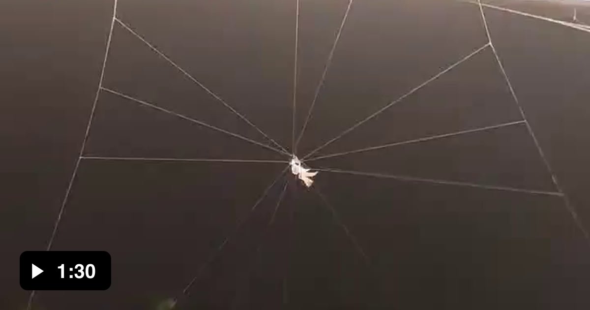 A spider making web. - 9GAG
