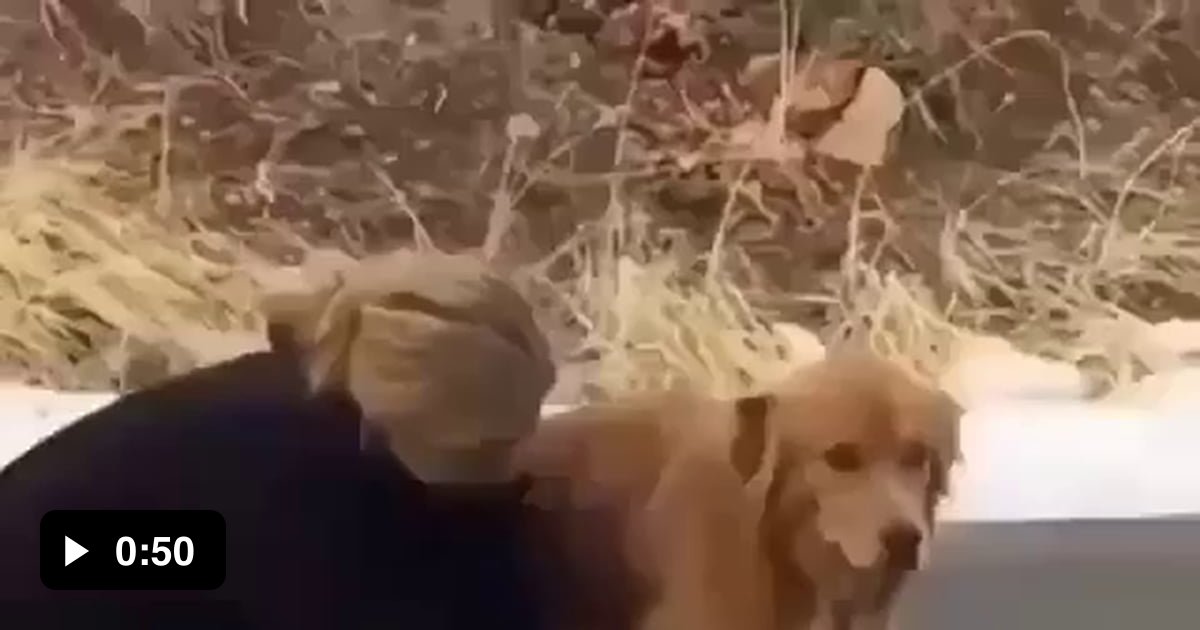 Dog.exe is encountering problems 🐶 - 9GAG