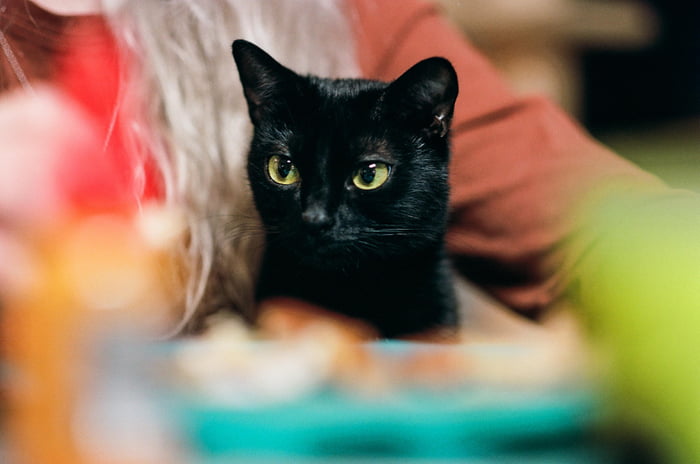 Moqui acting nonchalant in front of some chicken nuggies - 9GAG