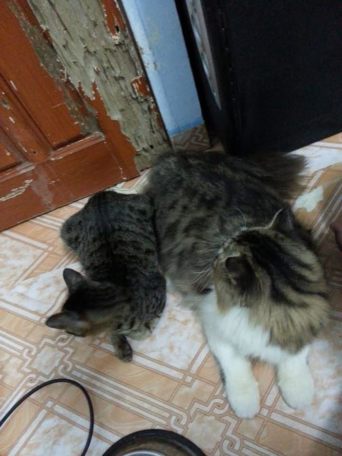 Size difference between a puspin and maine coon, both adult! look at the paw! - 9GAG