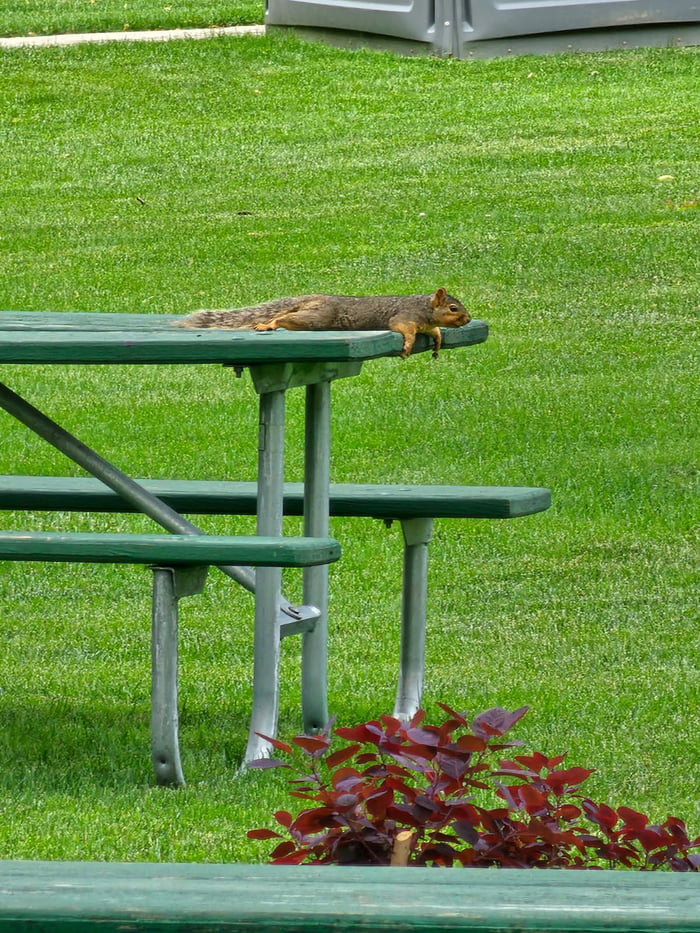 This squirrel in the humidity - 9GAG